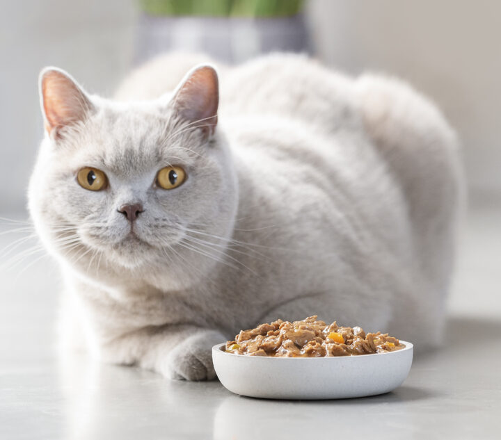 Our high quality cat and dog food product range - United Petfood